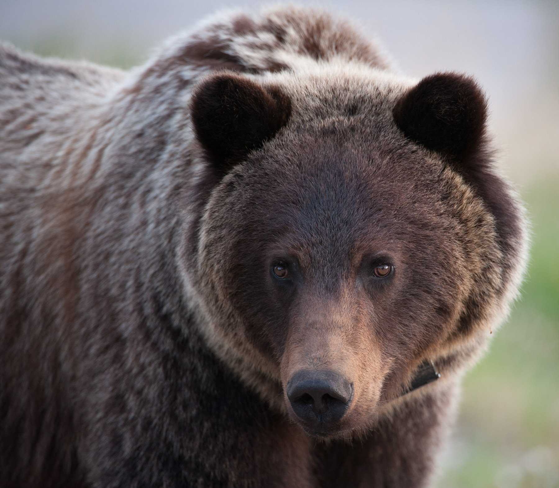 Grizzly Bear Movement in Managed Forests - Alberta Forest Products ...