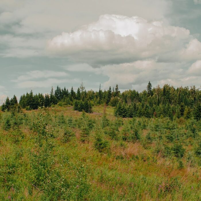 AFPA - Alberta Forest Products Association