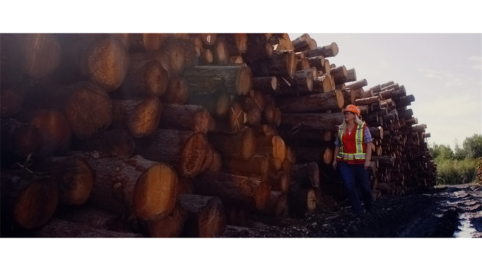 Alberta Forestry: a Pillar of the Provincial Economy - AFPA