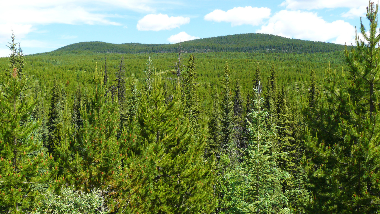Mackenzie Region of Northwest Alberta Named 2024 Forest Capital of ...