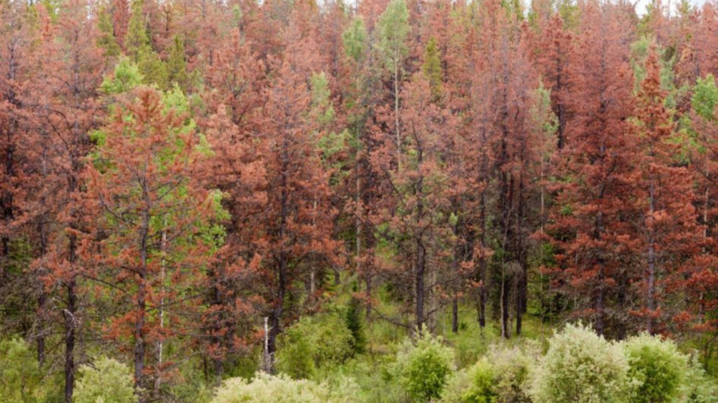 Time to talk about how Alberta's forests are managed - AFPA